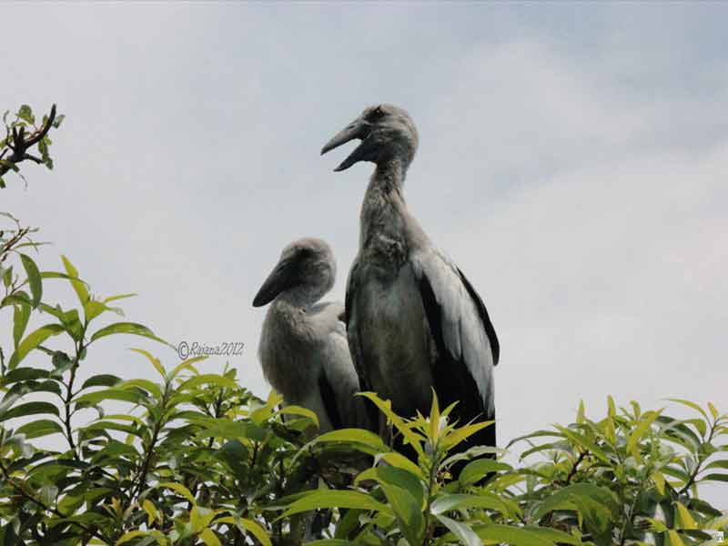 Renganathittu bird sanctury